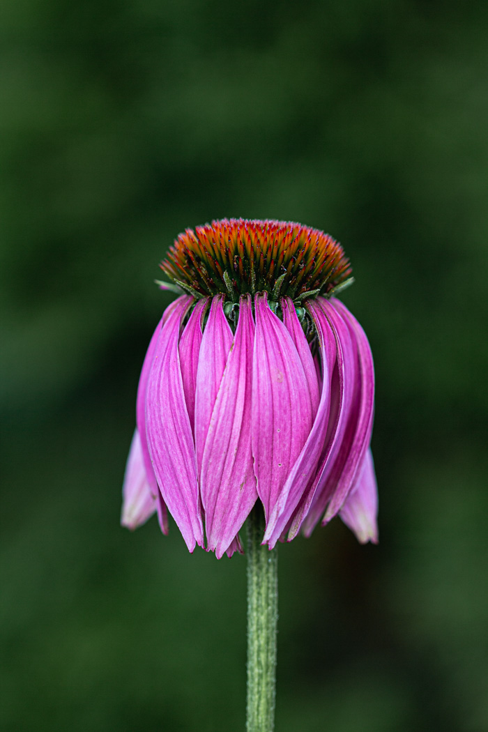 Homemade Echinacea Tea - Adventures in FoodieLand